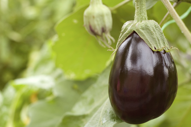 How to grow Aubergines