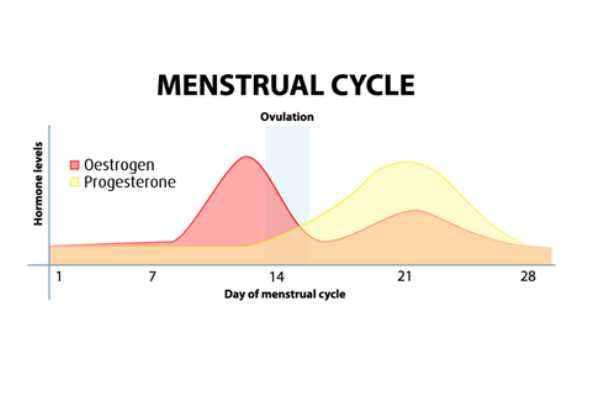 Unlabeled Female Menstrual Cycle Hormone Graph