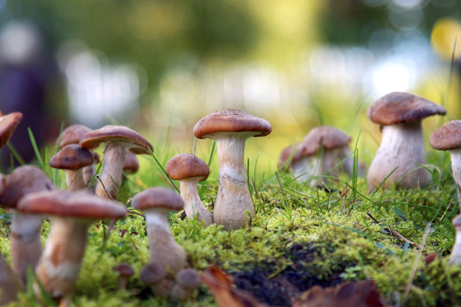 Mushroom nutritional info, health benefits, recipes & more Mushroom nutritional info, health benefits, recipes & more