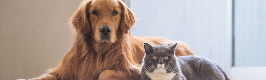 Are Cat Allergies More Common Than Dogs