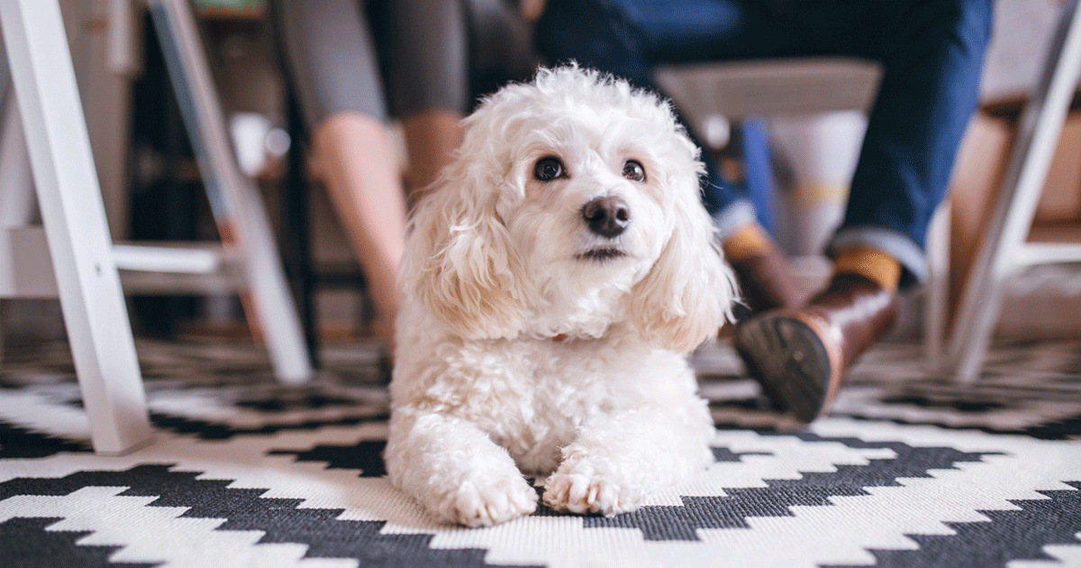 What Is A Natural Way To Get Rid Of Dog Dander