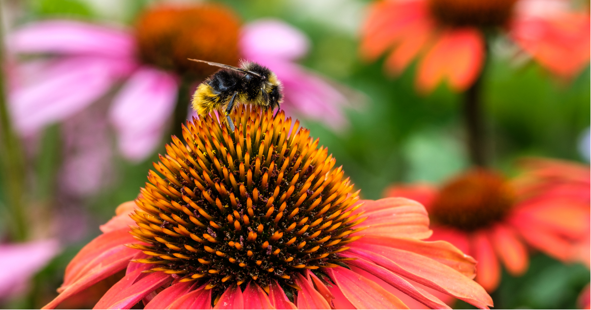 THR echinacea – our Echinaforce range explained